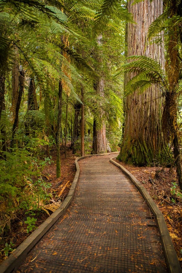 Trees in a red wood forest stock photo. Image of forest - 118457684