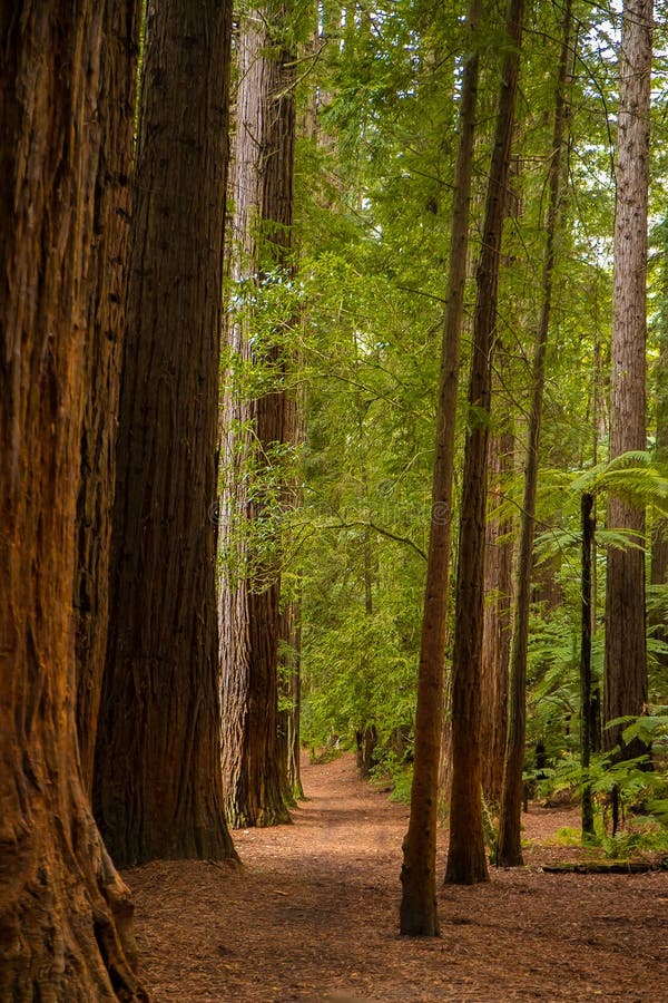 Trees in a red wood forest stock image. Image of landscape - 118457685