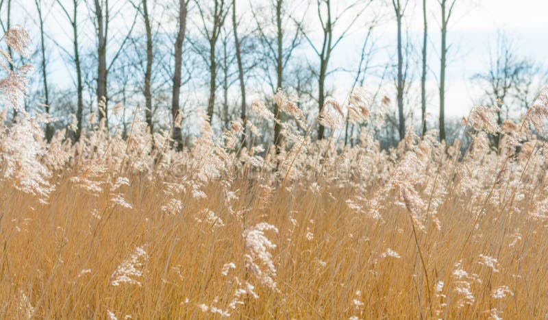 Trees and Reed in a Field in Winter Stock Photo - Image of winter ...