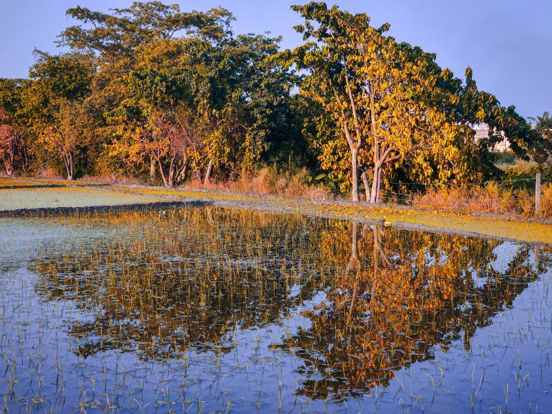 Trees Reference on the Water Stock Photo - Image of landscape, wetland ...