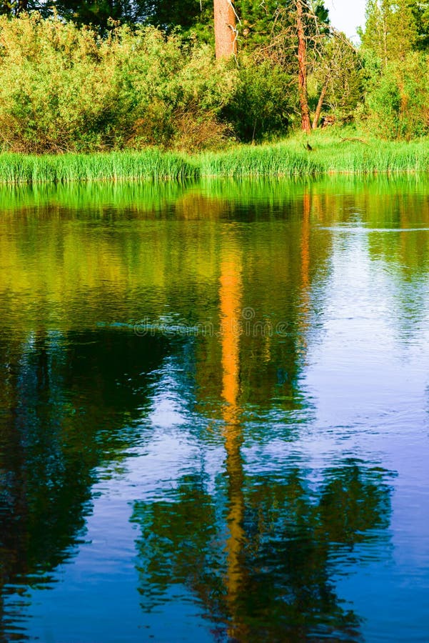 Trees Reflect Off Slough stock image. Image of grass - 41744377
