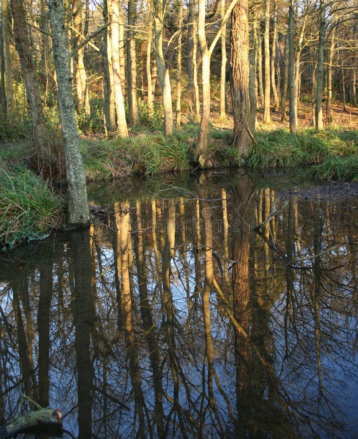 Trees Reflected in Water stock image. Image of wood, white - 14688903