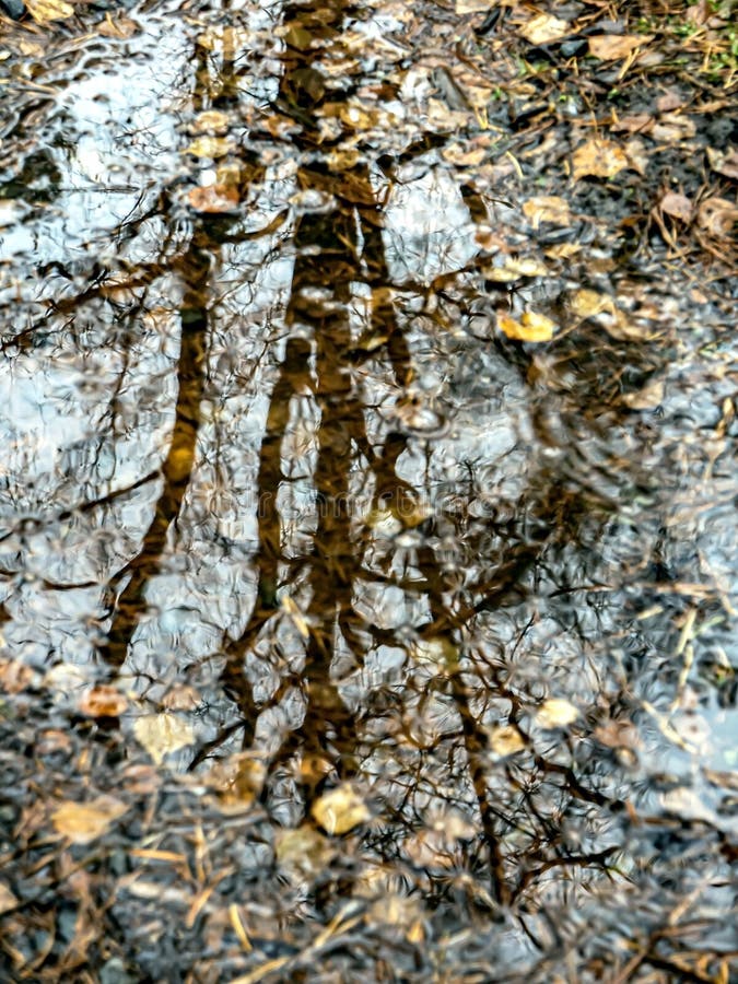 Trees are Reflected in an Autumn Puddle Stock Photo - Image of weather ...