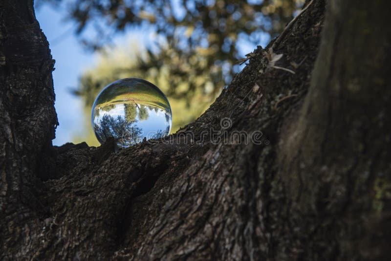 Trees Reflected in a Crystal Ball Stock Photo - Image of sphere, tree ...