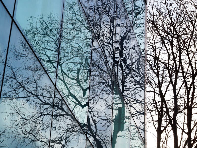 Trees are Reflected in the Glass Facade of a Modern Building Stock ...