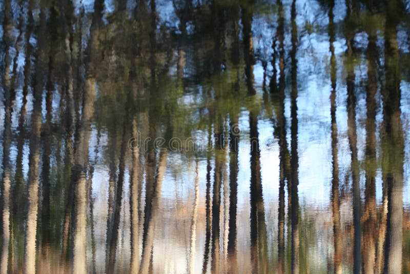Trees Reflected in Pond stock image. Image of abstract - 12277827