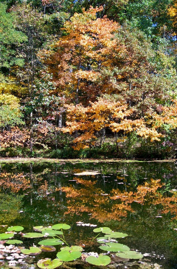 Trees reflected in a pond stock image. Image of foliage - 33704029