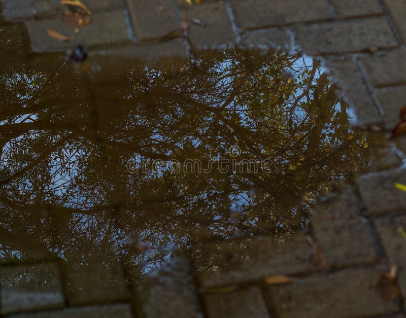 Trees Reflected in a Puddle Formed by a Rain Shower Stock Photo - Image ...
