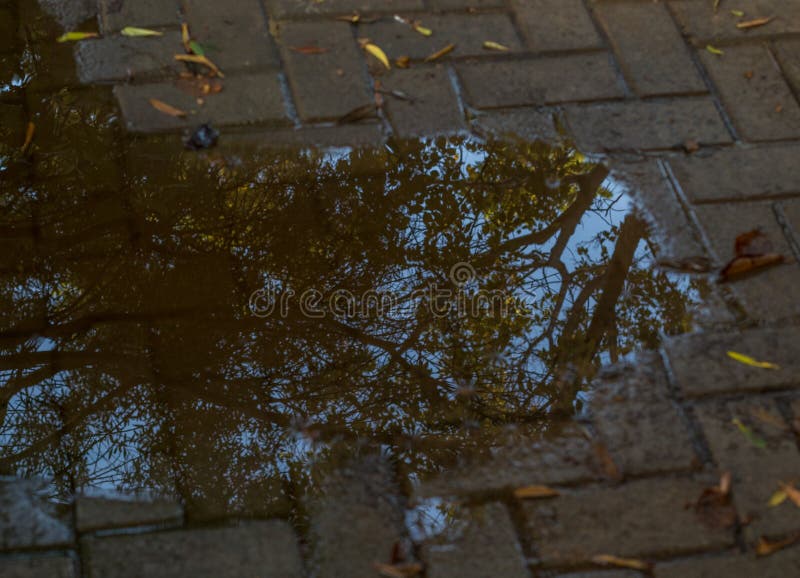 Trees Reflected in a Puddle Formed by a Rain Shower Stock Image - Image ...