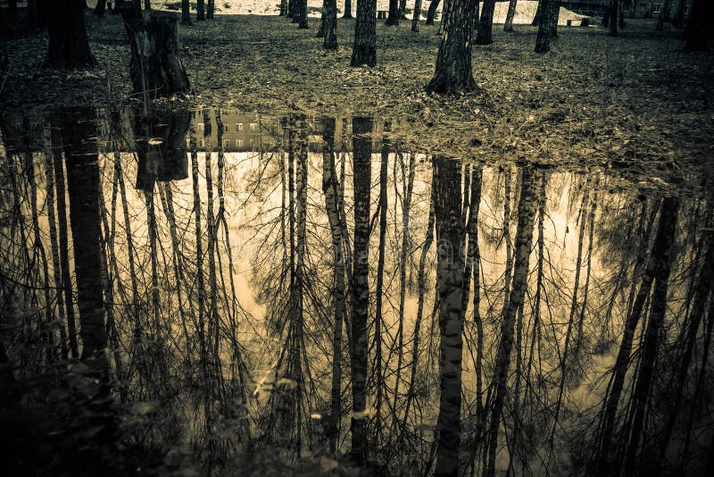 Trees Reflected in Puddle Retro Stock Photo - Image of spring, outdoors ...