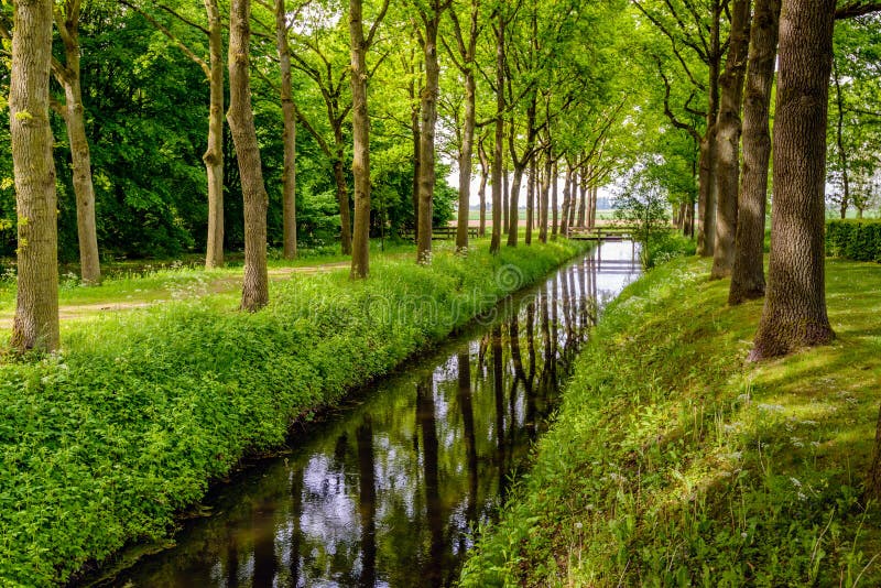 Trees Reflected in the Smooth Surface of a Straight Stream Stock Photo ...