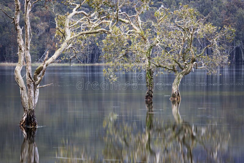 Trees Reflected in Still Water of the Lagoon in Australia Stock Image ...