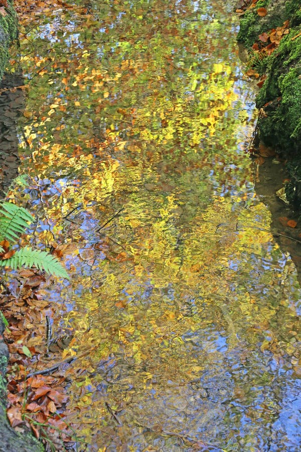 Trees Reflected in a Stream in Autumn Stock Photo - Image of beech ...