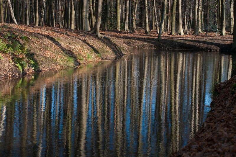 Trees reflected in water stock image. Image of river - 12068653