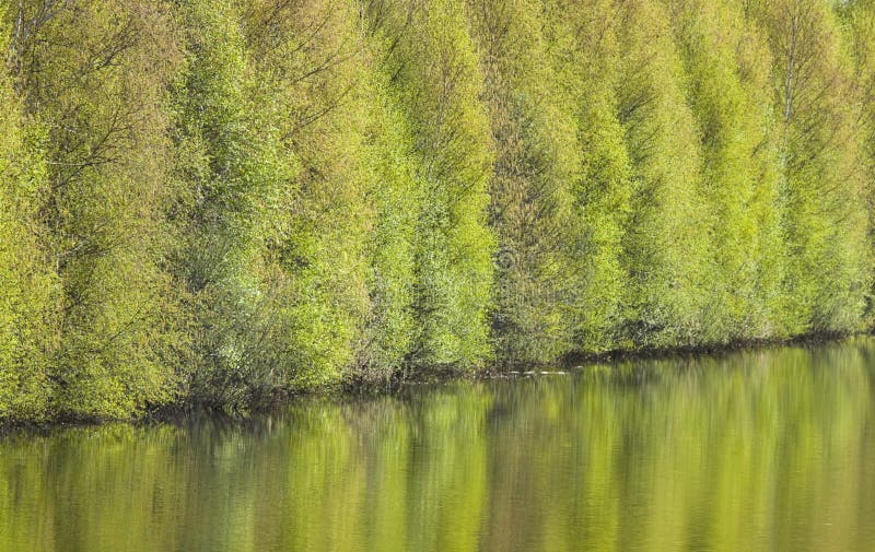 Trees reflected in water stock photo. Image of series - 27273268