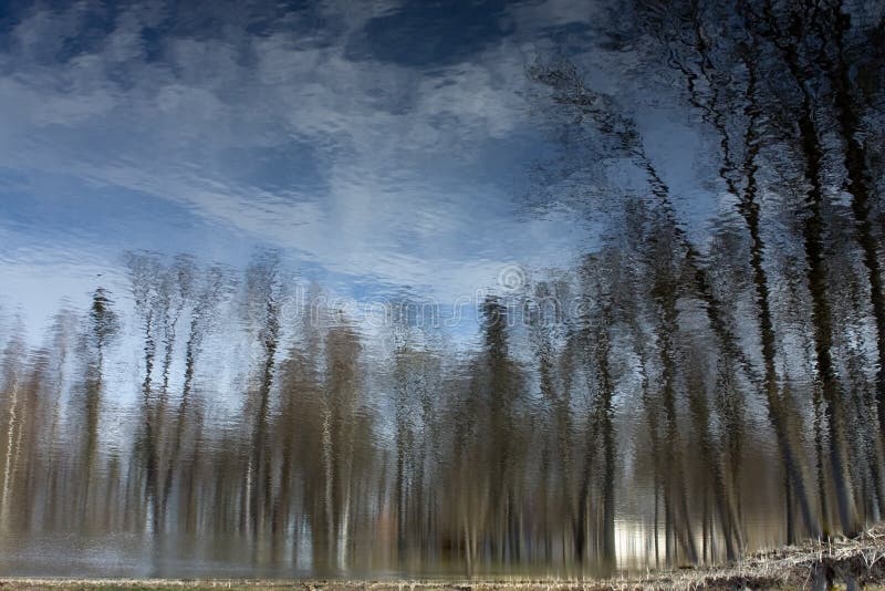 Trees reflected in water stock photo. Image of dark, calm - 9725298