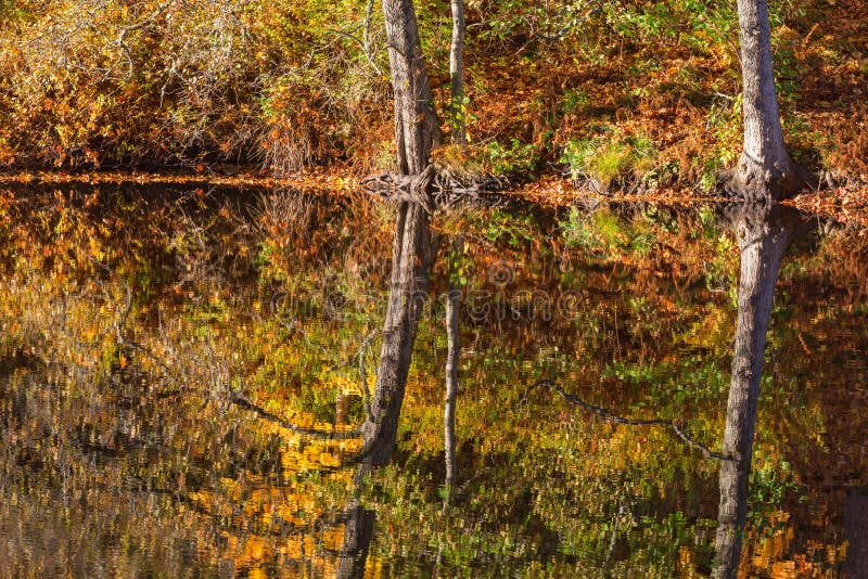 Trees reflected in water stock photo. Image of deciduous - 58169748