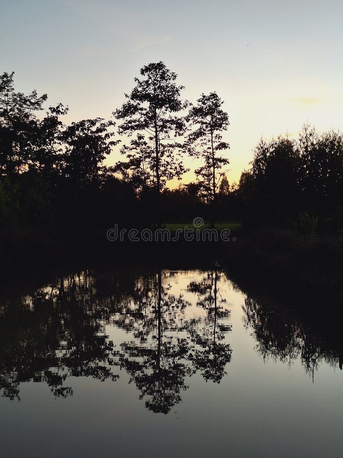 Trees Reflected from the Water Stock Image - Image of plant, branch ...