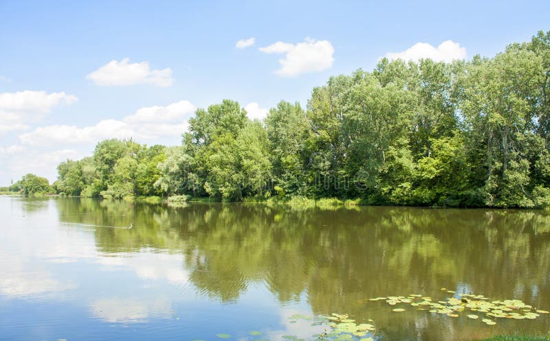 Trees Reflected in the Water Stock Photo - Image of landscape, bright ...