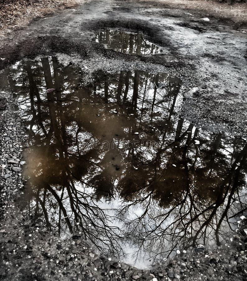Trees reflecting in puddle stock image. Image of abstract - 173090457