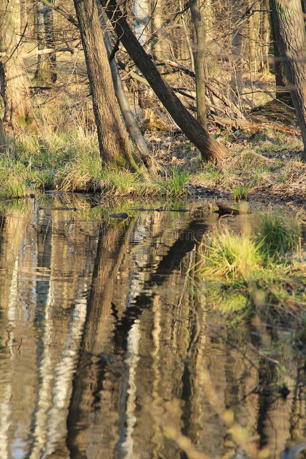 Trees Reflecting in the Water Stock Photo - Image of nature, surface ...
