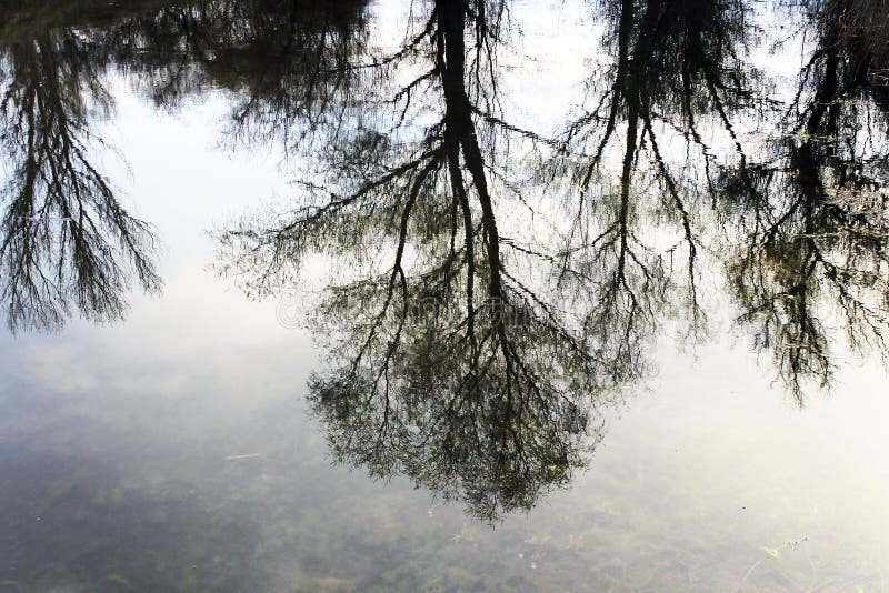 Trees Reflecting in the Water Stock Image - Image of forest, area: 39789079