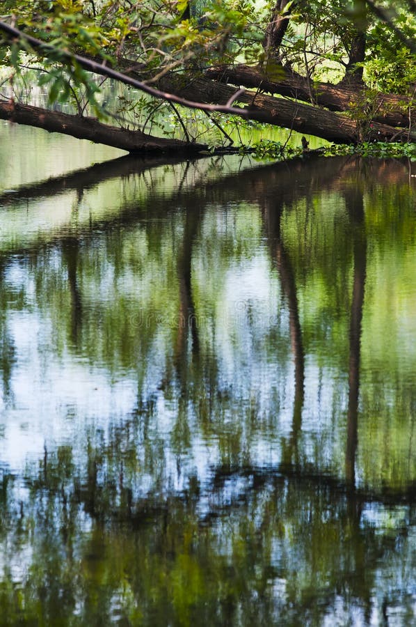 Trees reflection stock image. Image of summit, wilderness - 27113155