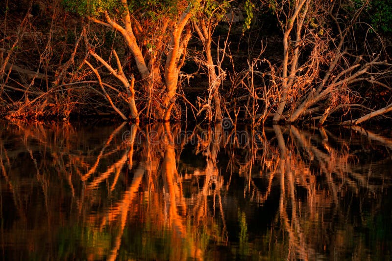 Trees and reflection stock photo. Image of stem, scenic - 37637454
