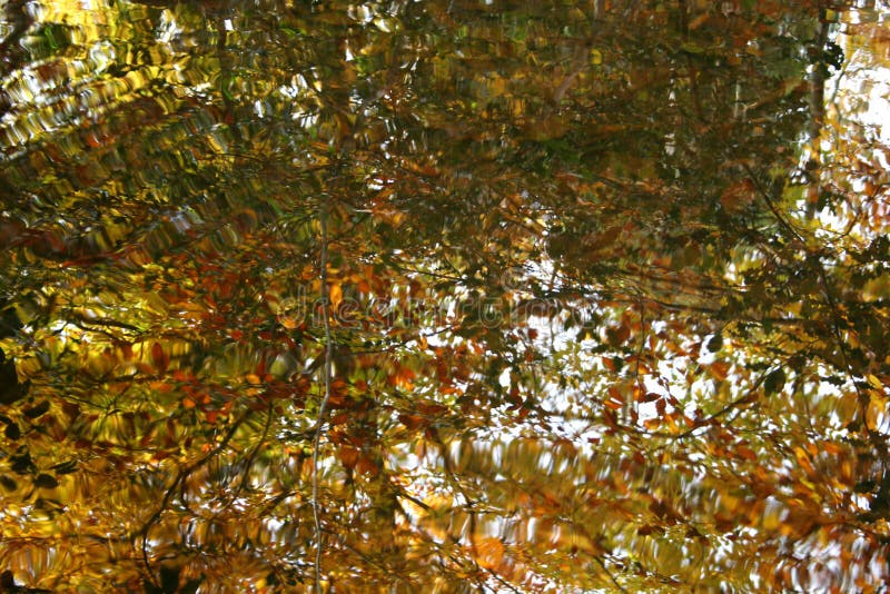 Trees in reflection stock photo. Image of color, glow - 9145498