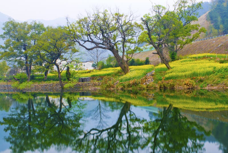 Trees and reflection stock image. Image of botany, autumn - 35880539