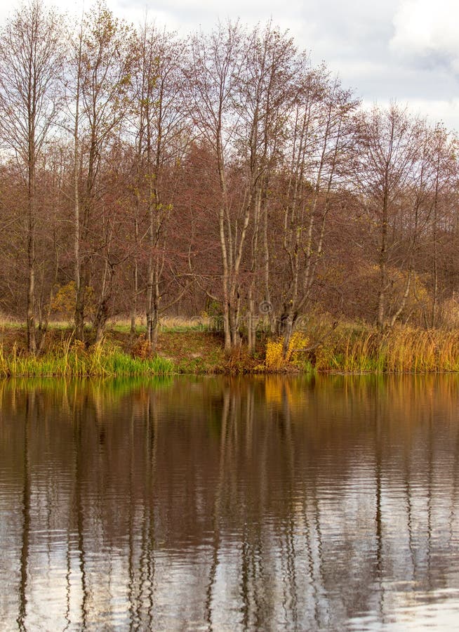 Trees with Reflection in a Pond in Autumn Stock Image - Image of smooth ...