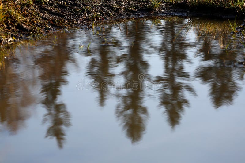 Puddle reflection stock photo. Image of rainy, reflection - 130218608