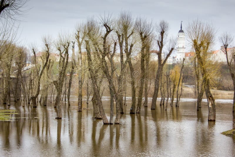 Trees reflection on water. stock image. Image of beautiful - 37865969