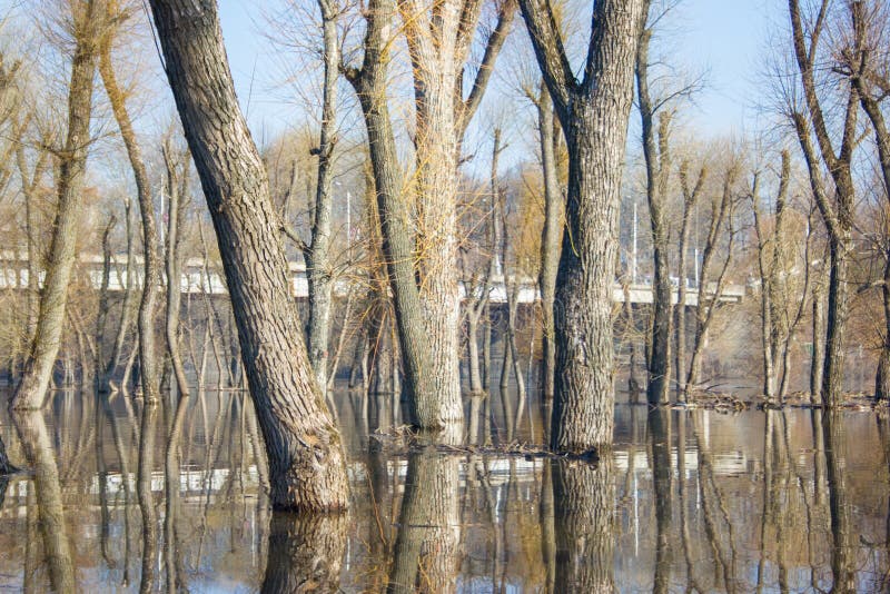 Trees reflection on water. stock image. Image of sunset - 37867343