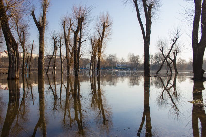 Trees reflection on water. stock photo. Image of branches - 37867482