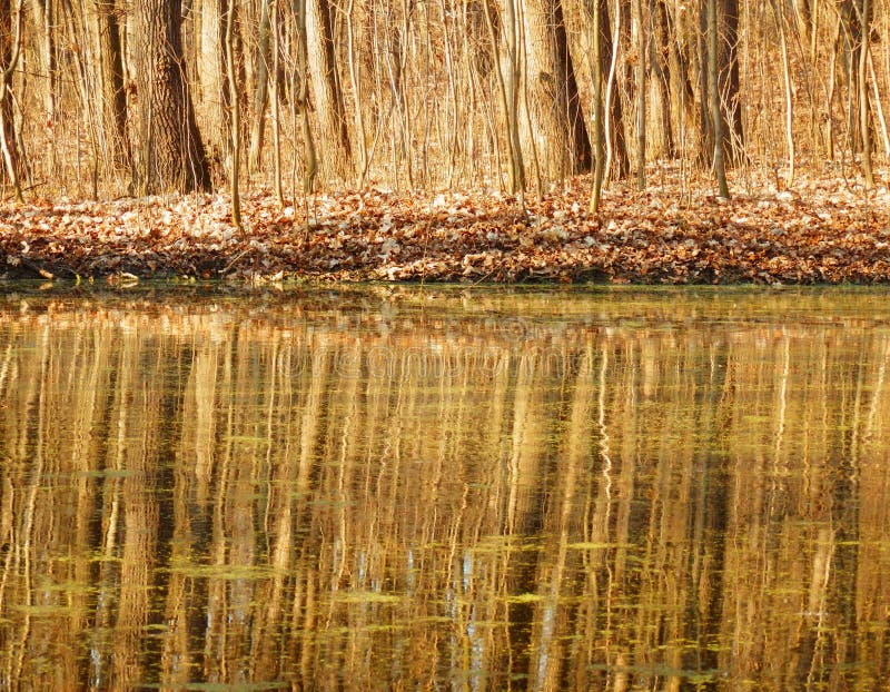 Trees reflection on water stock photo. Image of beauty - 72594494
