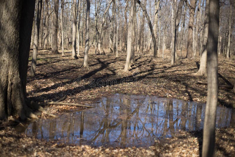 Trees Reflection in a Water Stock Photo - Image of reflection, calm ...