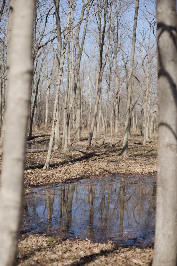 Trees Reflection in a Water Stock Image - Image of tranquility, tree ...