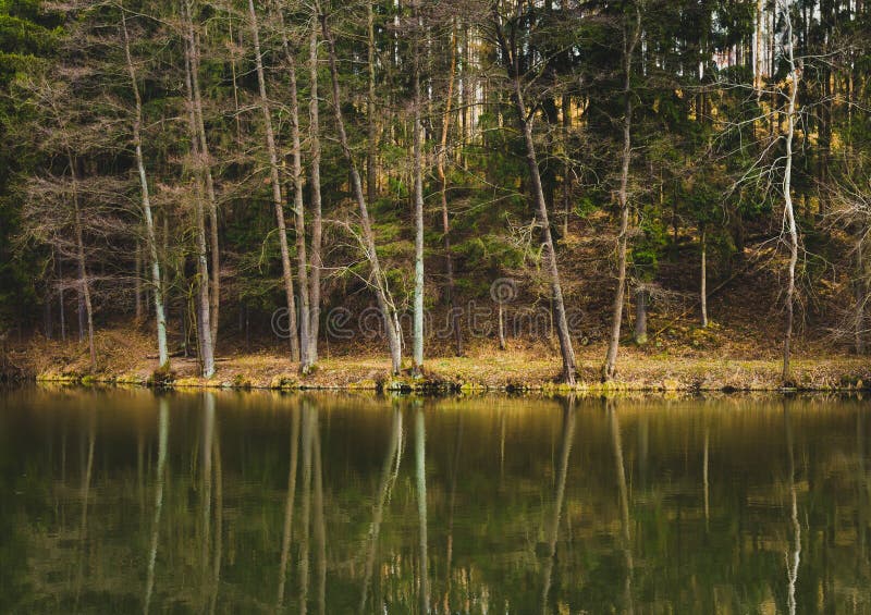 Trees and Reflection on the Water Surface of the Pond Stock Photo ...