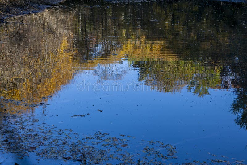 Trees Reflection on Water Surface of a Stream in a Forest Stock Photo ...