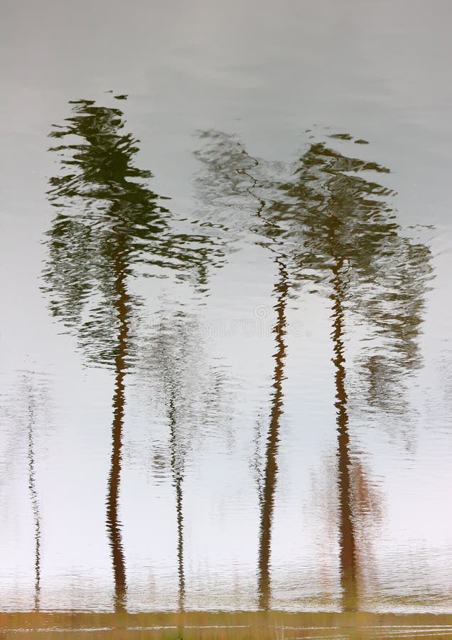 Trees Water Reflection stock photo. Image of background - 68989774