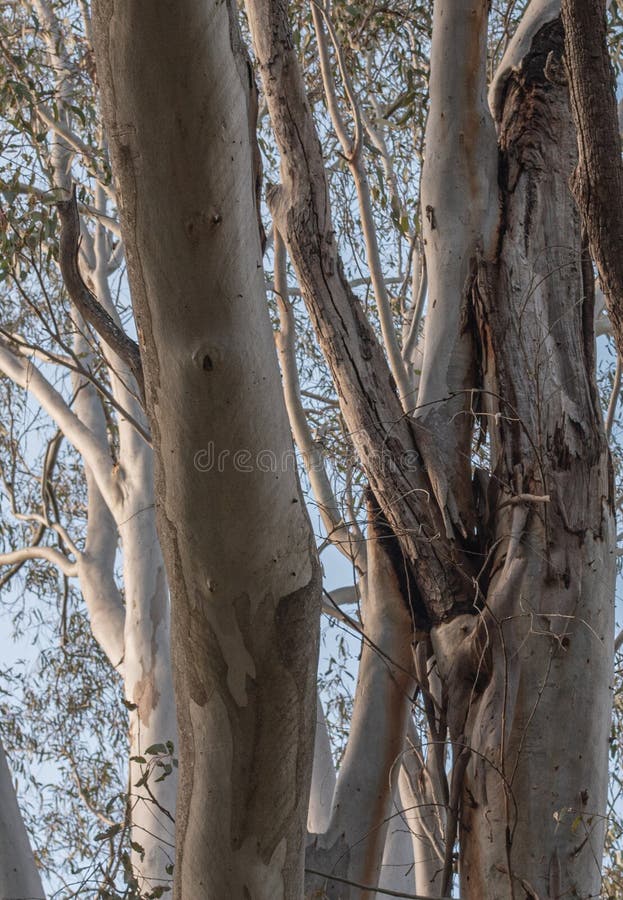 228 Eucalyptus To Grow Stock Photos - Free & Royalty-Free Stock Photos ...