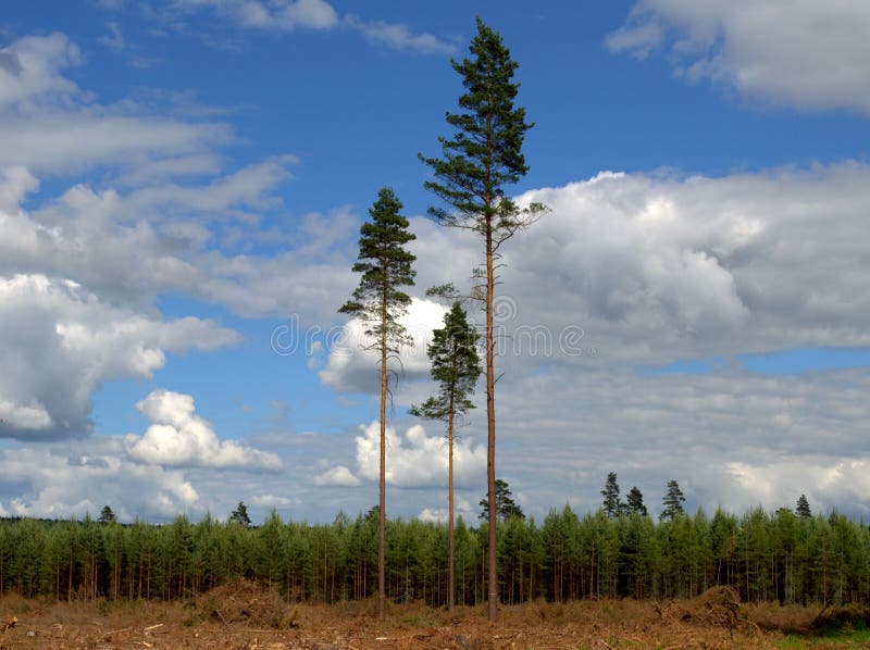 Trees stock image. Image of sunlight, nature, trees, outdoor - 41830281