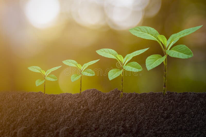 The Trees Represent Early Growth on the Soil in the Morning. Stock ...