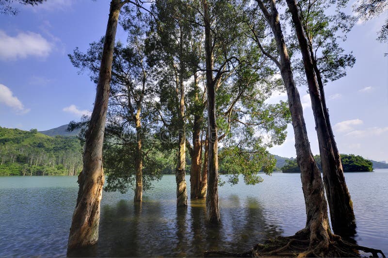 Cajeput tree stock image. Image of melaleuca, reservoir - 19175827