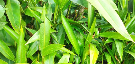 The Trees in the Restaurant Garden at Bogor West Java Indonesia Stock ...