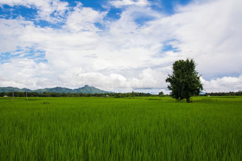 Trees in the rice field stock image. Image of lawn, environment - 102064395