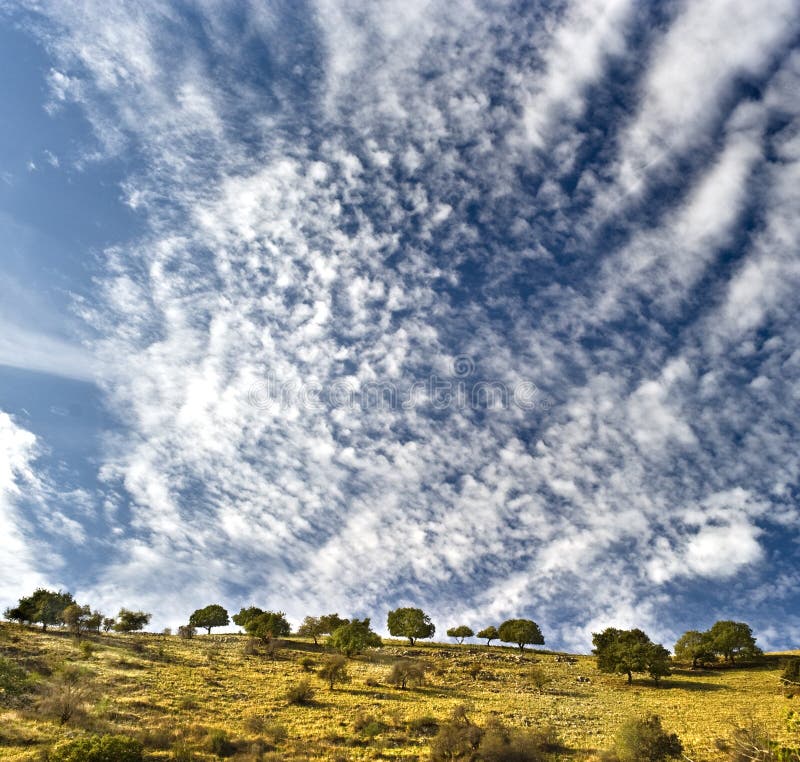 Trees on the ridge stock photo. Image of outdoors, background - 7147538