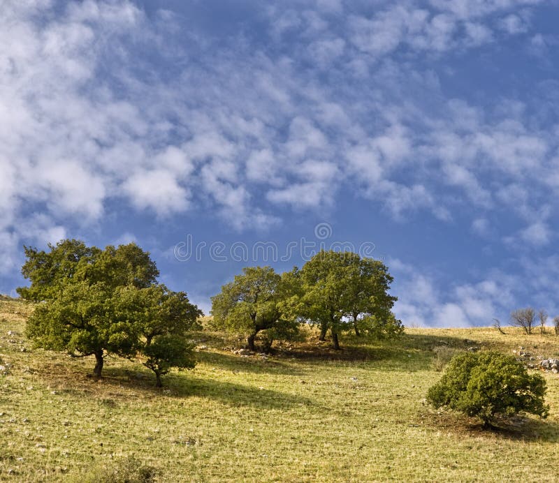 Trees on the ridge stock image. Image of country, israel - 7147789