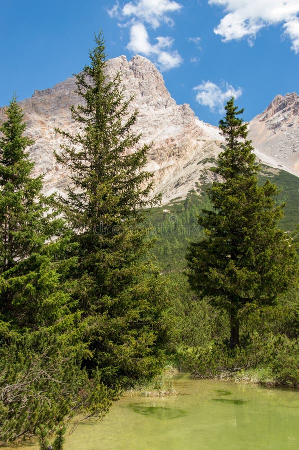 Trees rising from the lake stock photo. Image of tree - 39167414